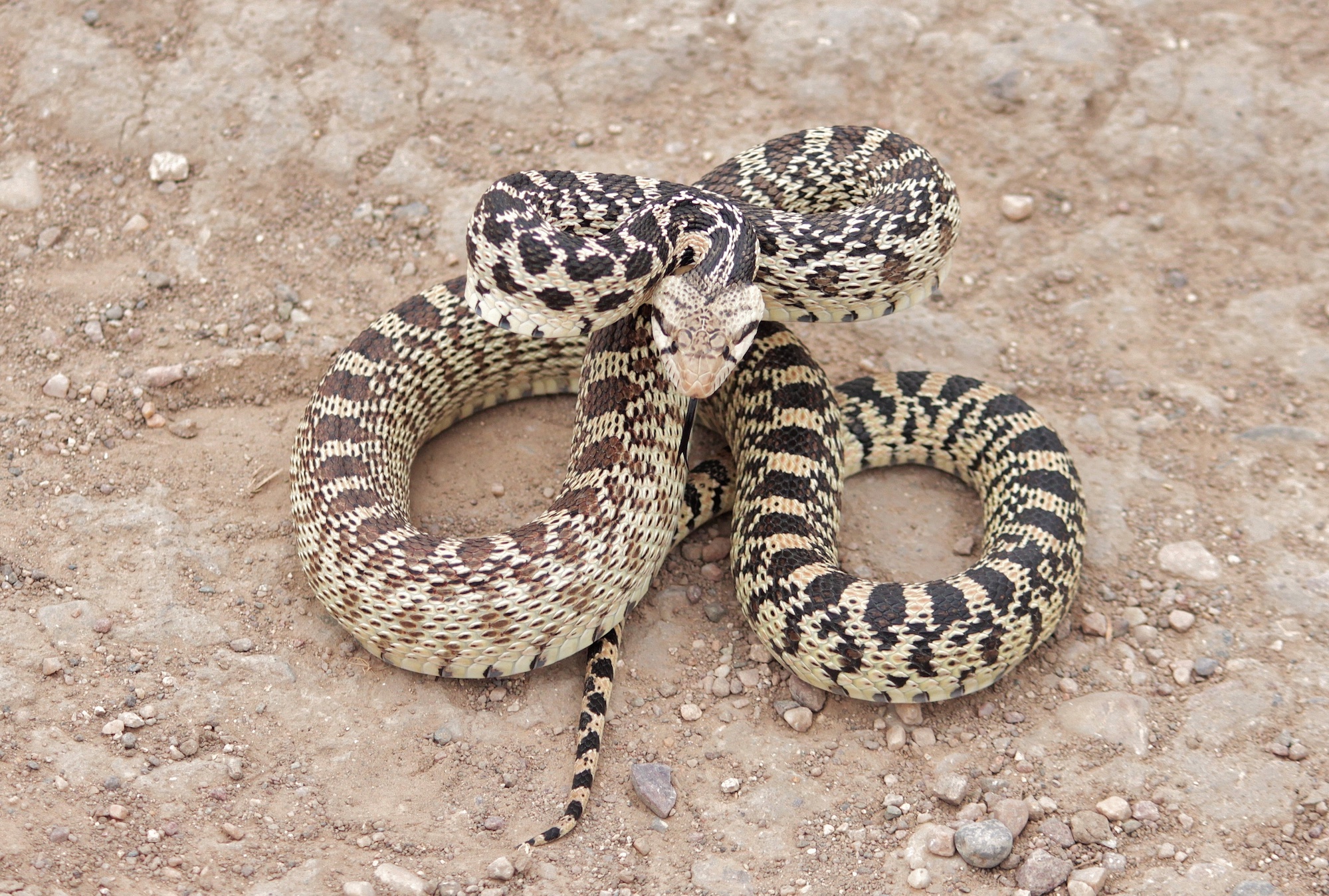 Curious Nature: How to identify the snakes of Eagle County | VailDaily.com